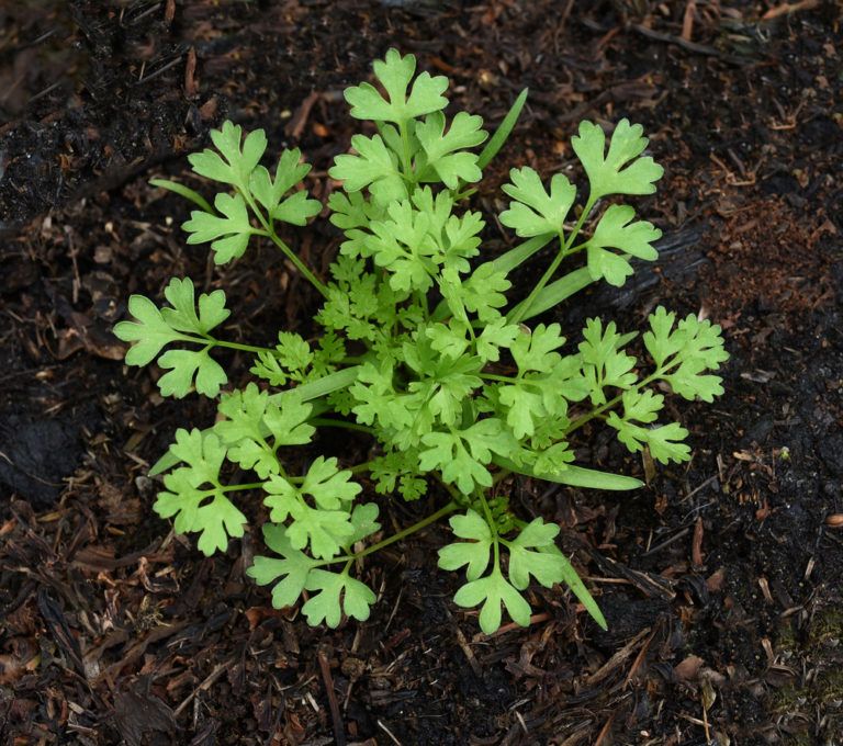 How to Grow Chervil From Seed at Home (2025 Harvest Guide)