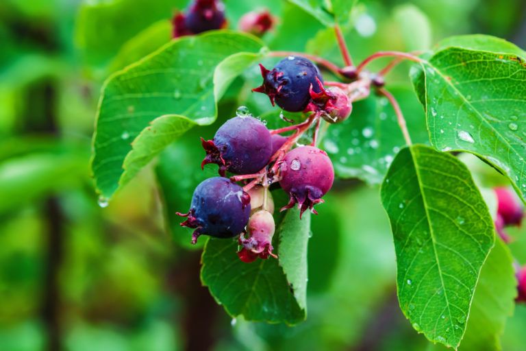How to Grow Juneberries From Seed at Home (2025 Guide)