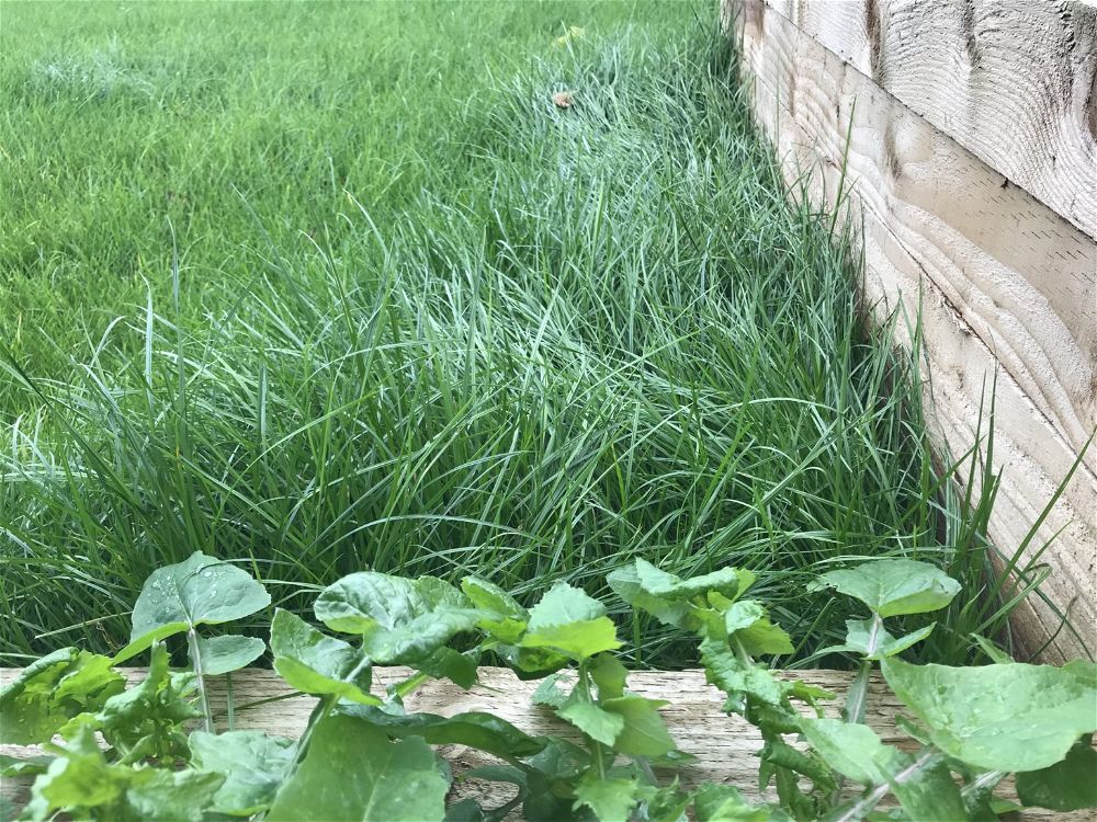How to Cut Really Long Grass (in 6 Simples Steps!)