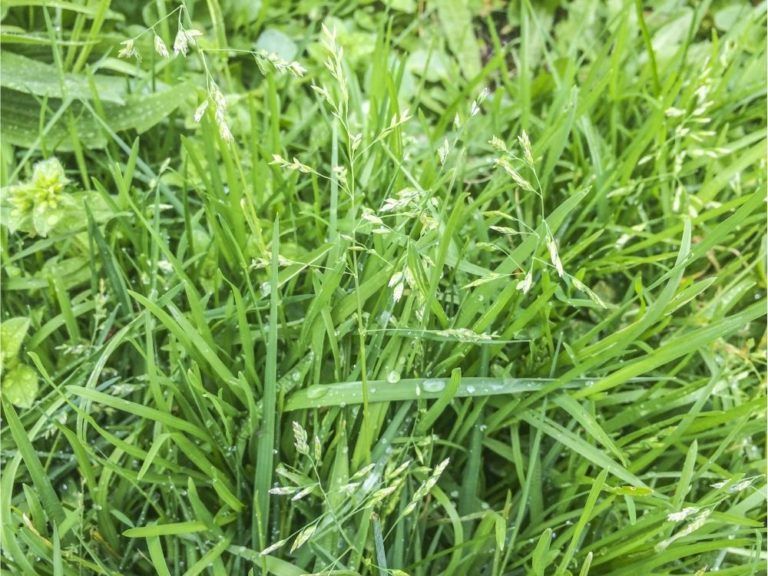 How To Get Rid Of Coarse Grass In Your Lawn Diy Garden™
