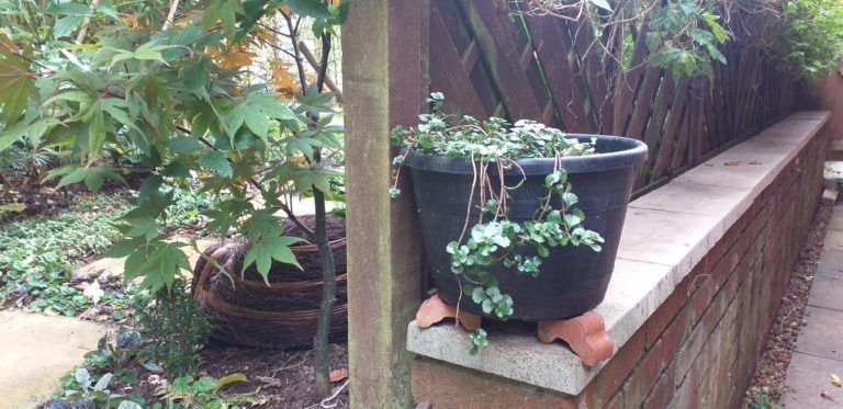 What To Put In The Bottom of A Planter For Drainage