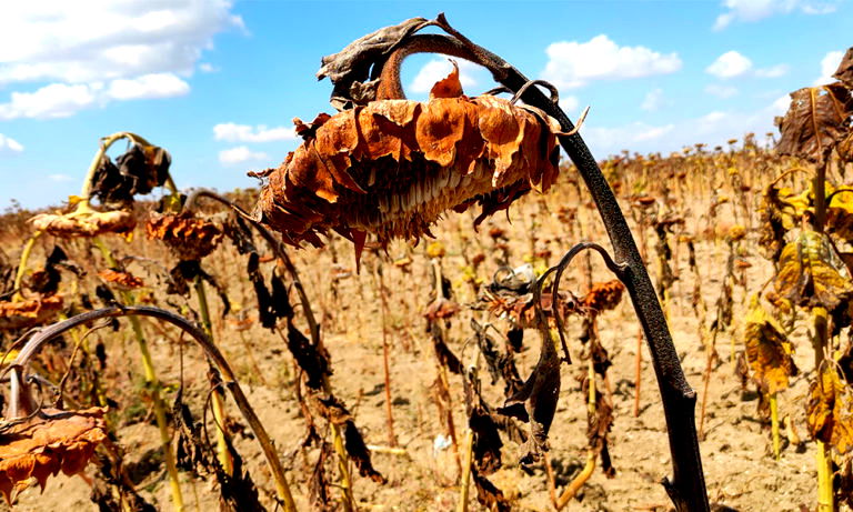 5 Best Garden Wildlife Cameras UK (2022 Review)