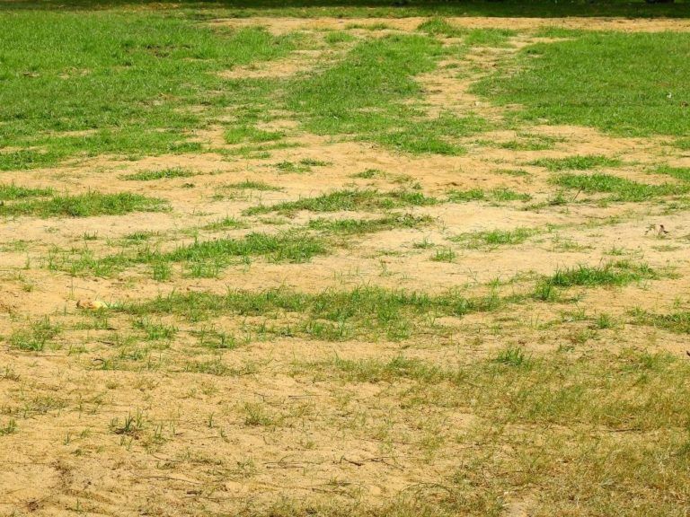 What is Lawn Sand – And Why You Should Use It! | DIY Garden™