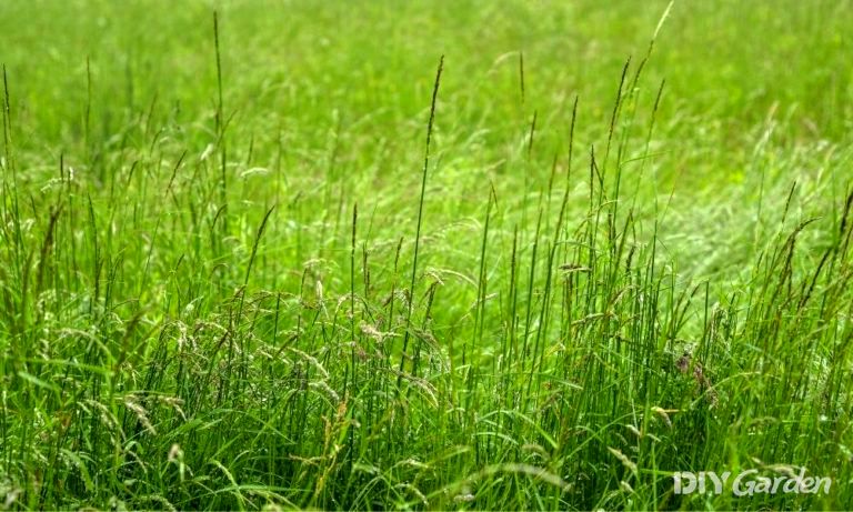 How to Cut Really Long Grass (in 6 Simples Steps!)