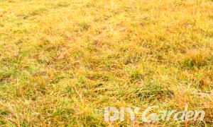 Why is My Grass Turning Yellow? - How to Fix It | DIY Garden™