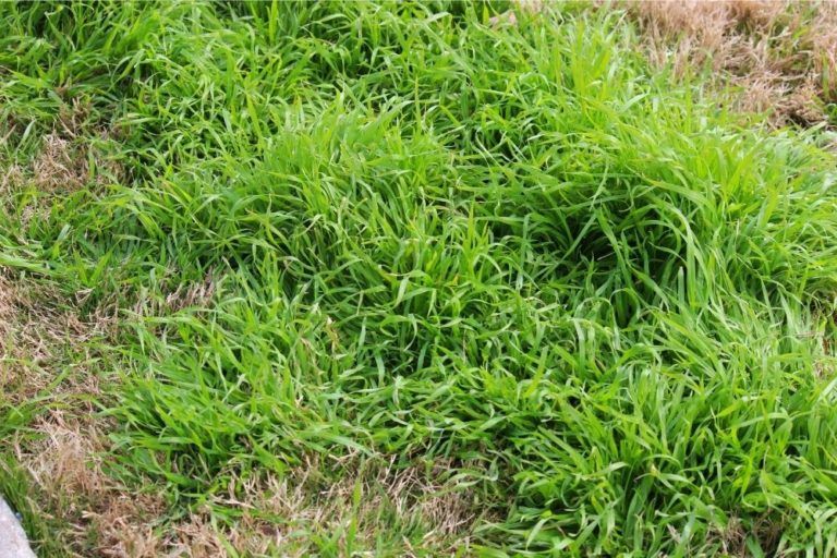 How To Get Rid Of Coarse Grass In Your Lawn Diy Garden™