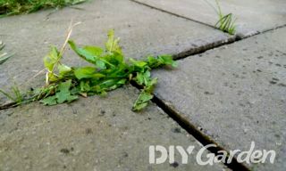 How to Stop Weeds Growing in Block Paving | DIY Garden™