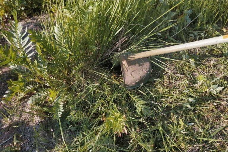 How to Clear a Garden Full of Weeds | DIY Garden™