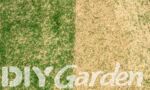 What is Lawn Sand – And Why You Should Use It! | DIY Garden™