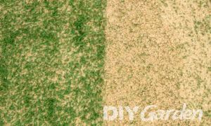What is Lawn Sand – And Why You Should Use It! | DIY Garden™