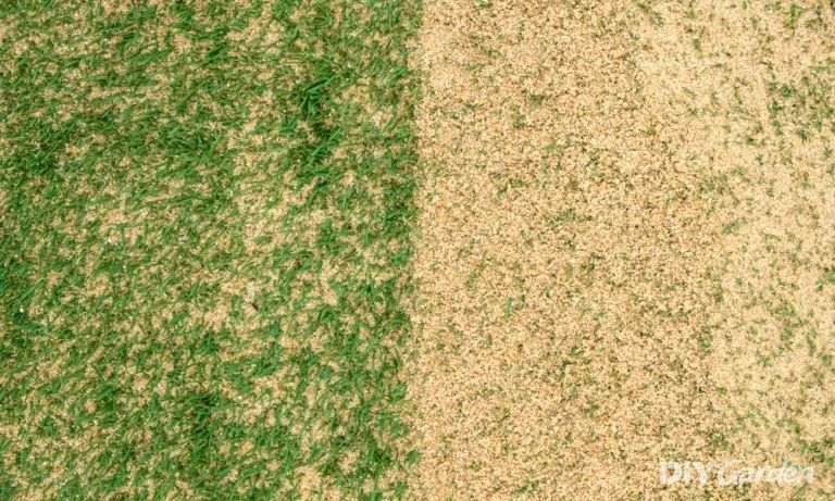What is Lawn Sand – And Why You Should Use It! | DIY Garden™