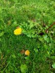 Where Do Weeds Come From | DIY Garden™