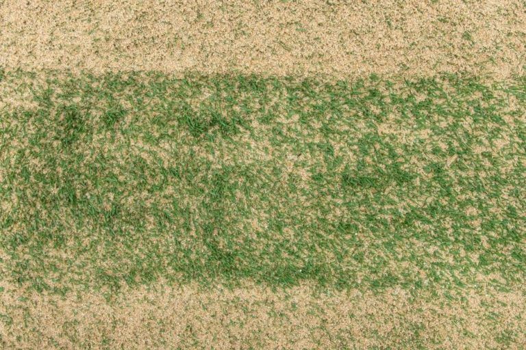 What is Lawn Sand – And Why You Should Use It! | DIY Garden™