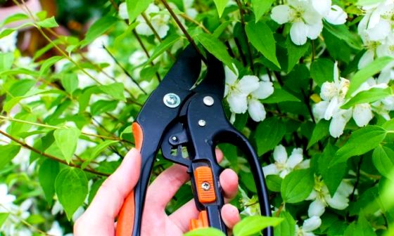 5 Best Tree Loppers For Your Garden (2022 Review UK)