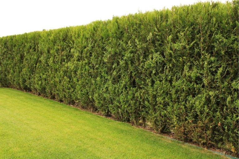 How High Can Your Garden Fence Be (2026 UK Regulations)