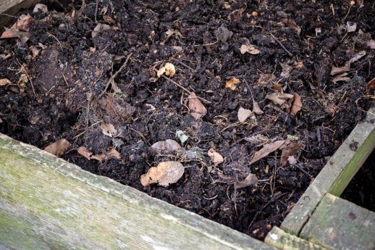 Where To Dispose of Old Compost (+ 4 Ways to Reuse It!)