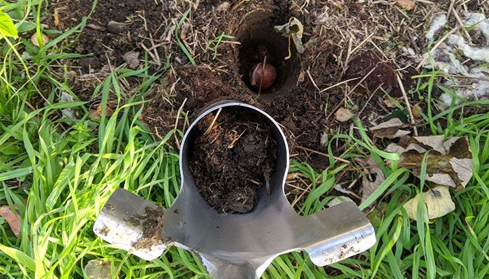 7 Best Bulb Planter Tools: Tested (2024 Review UK)