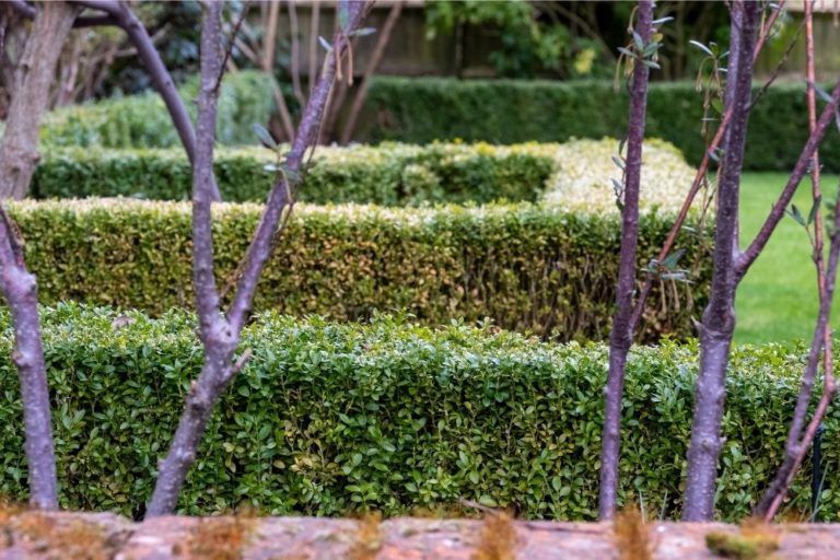 When to Prune Box Hedges | DIY Garden™