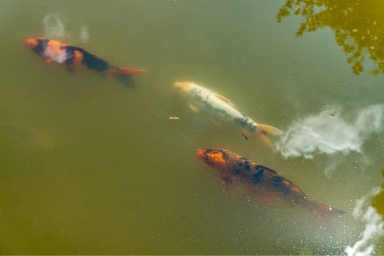 How to Clear Murky Pond Water (Chemical & Non-Chemical)