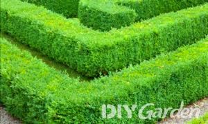 When to Prune Box Hedges | DIY Garden™