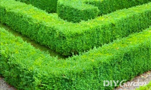 When to Prune Box Hedges | DIY Garden™