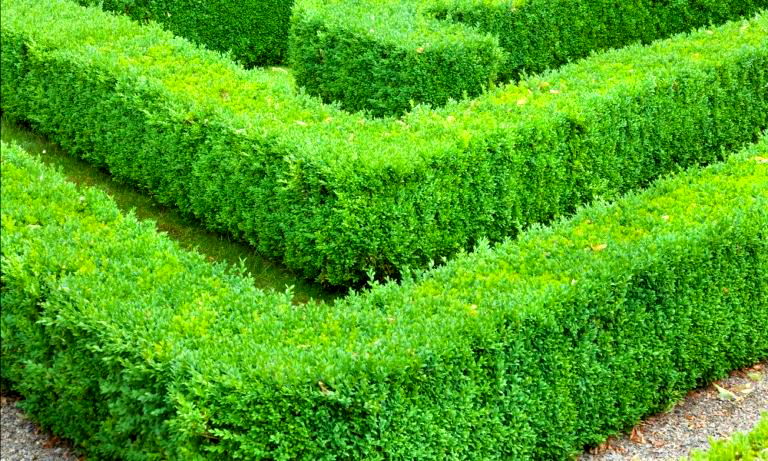 When to Plant a Laurel Hedge | DIY Garden™