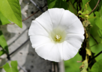 Weed Identification Guide - 70 Common Weed Species