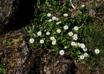 Weed Identification Guide - 70 Common Weed Species