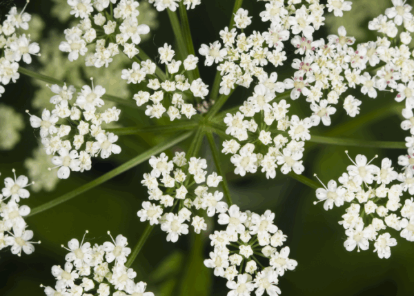 Weed Identification Guide - 70 Common Weed Species