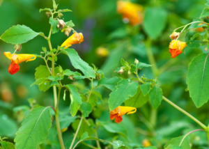 Weed Identification Guide - 70 Common Weed Species