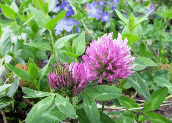 Weed Identification Guide - 70 Common Weed Species