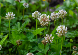 Weed Identification Guide - 70 Common Weed Species