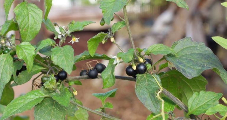 Weed Identification Guide - 70 Common Weed Species