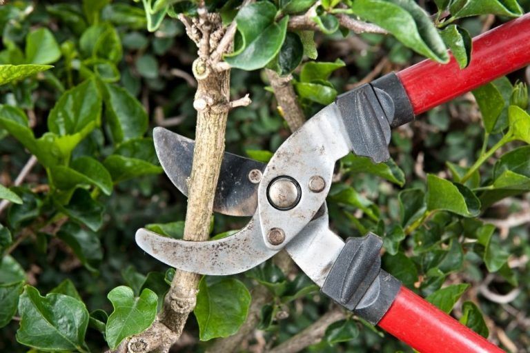 How to Remove a Hedge | DIY Garden™