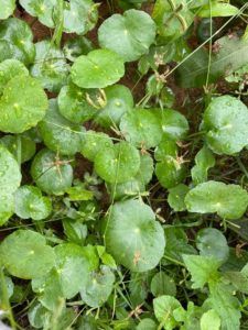 Weed Identification Guide - 70 Common Weed Species