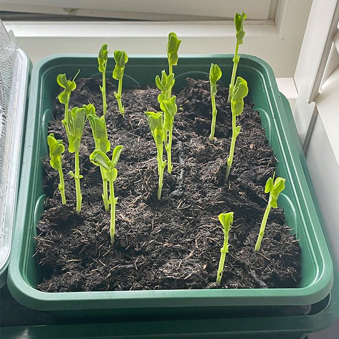5 Best Heated Electric Propagators (Tested & Reviewed 2024)