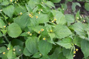 Weed Identification Guide - 70 Common Weed Species