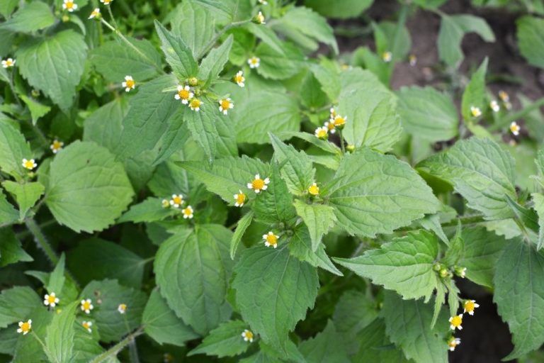 Weed Identification Guide - 70 Common Weed Species