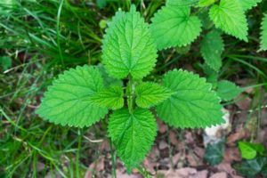 Weed Identification Guide - 70 Common Weed Species