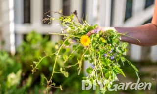 Weed Identification Guide - 70 Common Weed Species