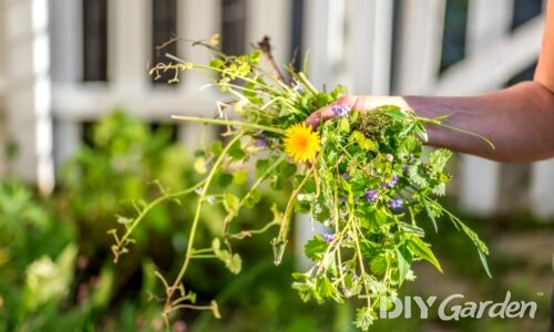 Weed Identification Guide - 70 Common Weed Species