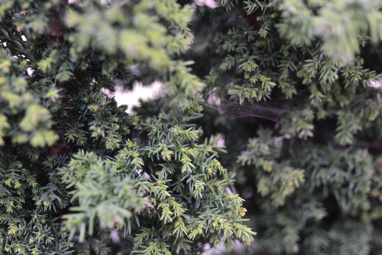 12 Fast Growing Evergreen Trees (For Quick Privacy)