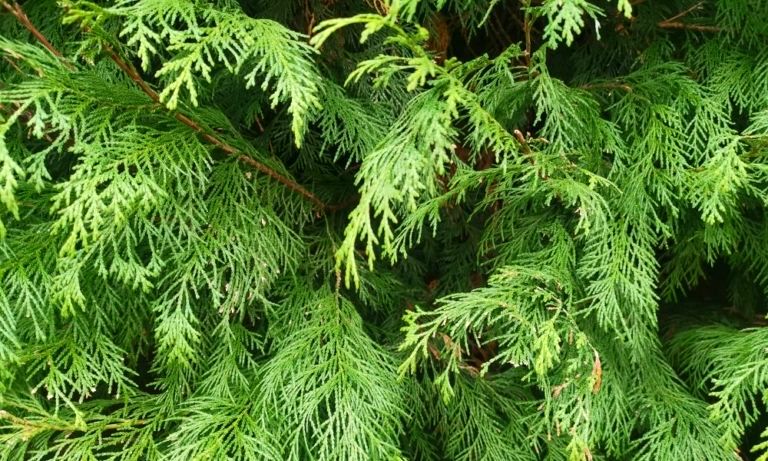 12 Fast Growing Evergreen Trees (For Quick Privacy)