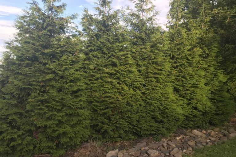 12 Fast Growing Evergreen Trees (For Quick Privacy)