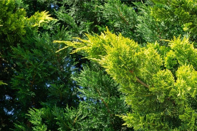12 Fast Growing Evergreen Trees (For Quick Privacy)