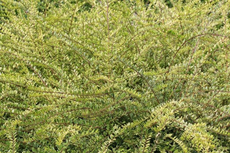 44 Fastest-Growing Hedge Plants in the UK | DIY Garden™