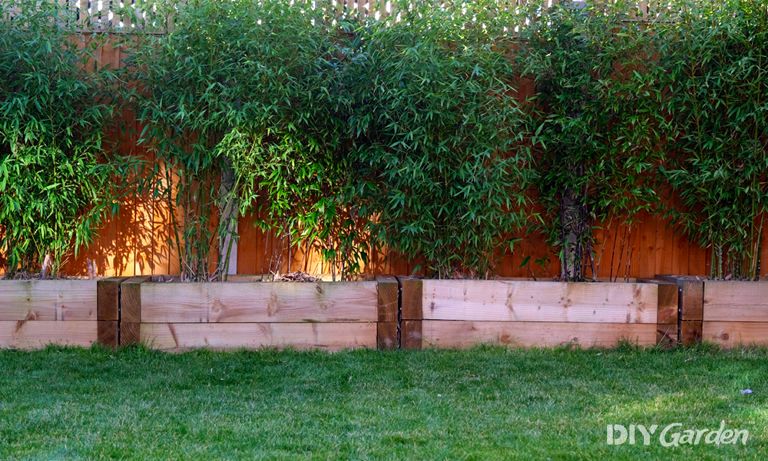 36 Tall Plants for Screening | DIY Garden™