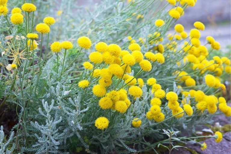 21 Best Yellow Flowering Shrubs For Your Garden (2026 Guide)