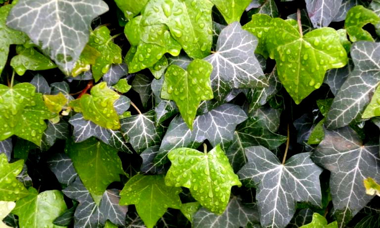 How to Grow Buddleia (2022 Butterfly Bush Care Guide)