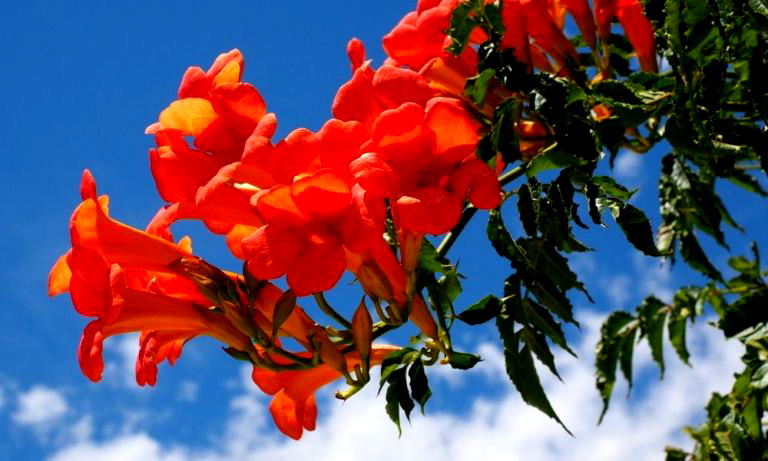 How to Grow Buddleia (2022 Butterfly Bush Care Guide)